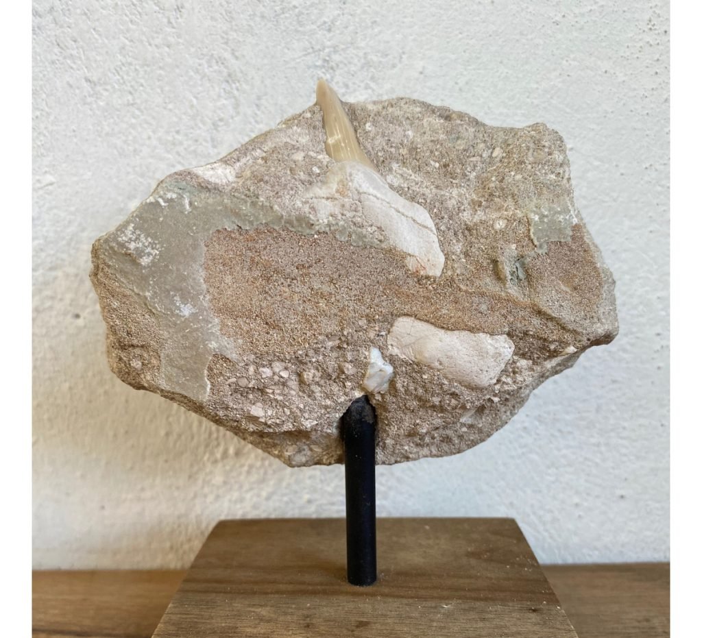 Diente Fósil De Tiburón En Matriz Roca En Base – Urbania Joyeria y ...